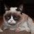 Meme of the year: Grumpy Cat - BetaNews