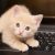 Dell Latitude 6430u owners complain the ultrabook smells like cat piss ...