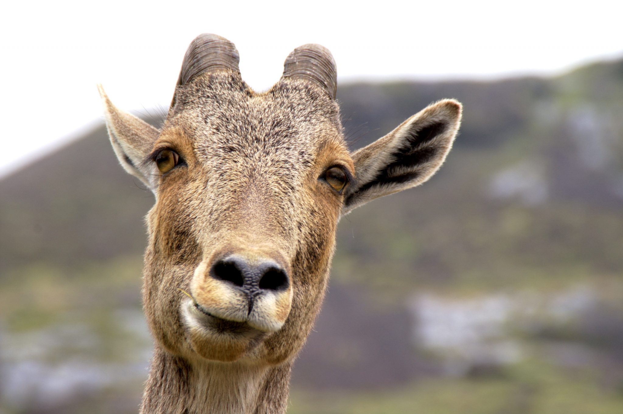 Linux distro Ubuntu 14.04 Trusty Tahr Final Beta available now - BetaNews