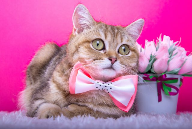 These are officially the 4 best cat videos on the entire Internet ...