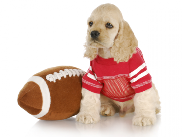 Forget Super Bowl LII - stream the Kitten Bowl and Puppy Bowl with Roku ...