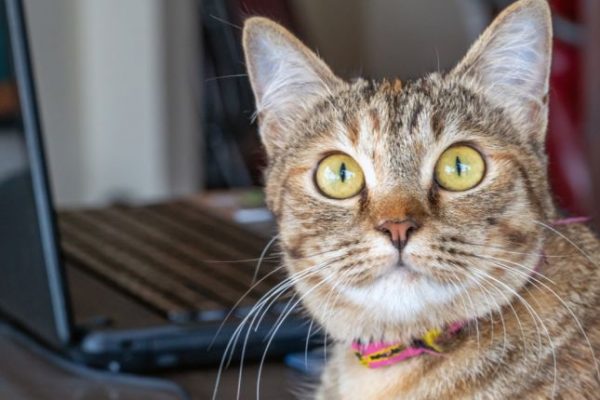 Download Debian-based MX Linux 19.1 now - BetaNews