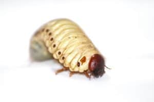 Huge BootHole flaw in GRUB2 bootloader leaves millions of Windows and ...