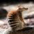 Canonical begins Ubuntu Linux 24.04 'Noble Numbat' development - BetaNews