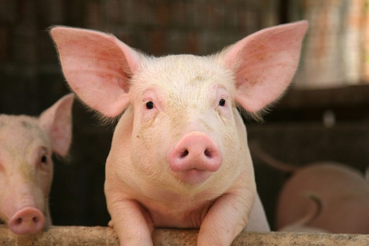 INTERPOL says we should rename pig butchering to romance baiting to ...